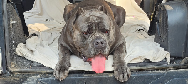 Dogs Tested to See Whether They’d Defend Owner During Home Invasion ...