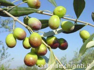 Frantoio Olive tree: Characteristics of olive oil, tree, olives..