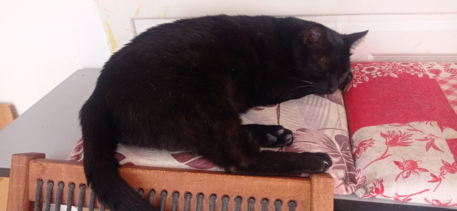 IMG-20250518-153225 hosted at ImgBB — ImgBB