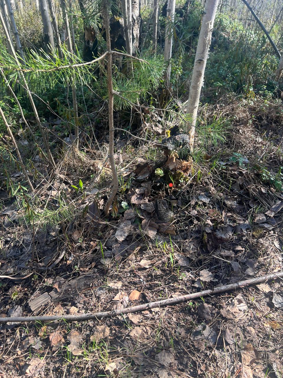 IMG-8141 hosted at ImgBB — ImgBB