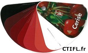 Sweet cherry tree varieties. Types of cherry, best cherries...