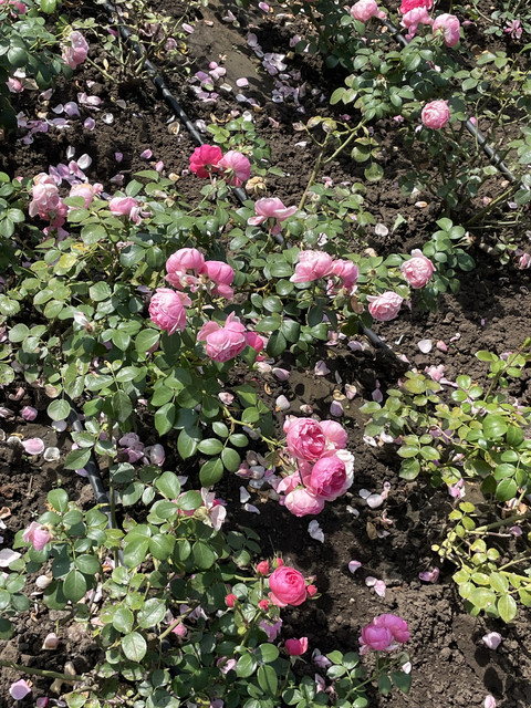 2-BA7-F0-FD-5-EFB-4-A8-D-8501-B8-F5-C21-C2-D20 hosted at ImgBB — ImgBB