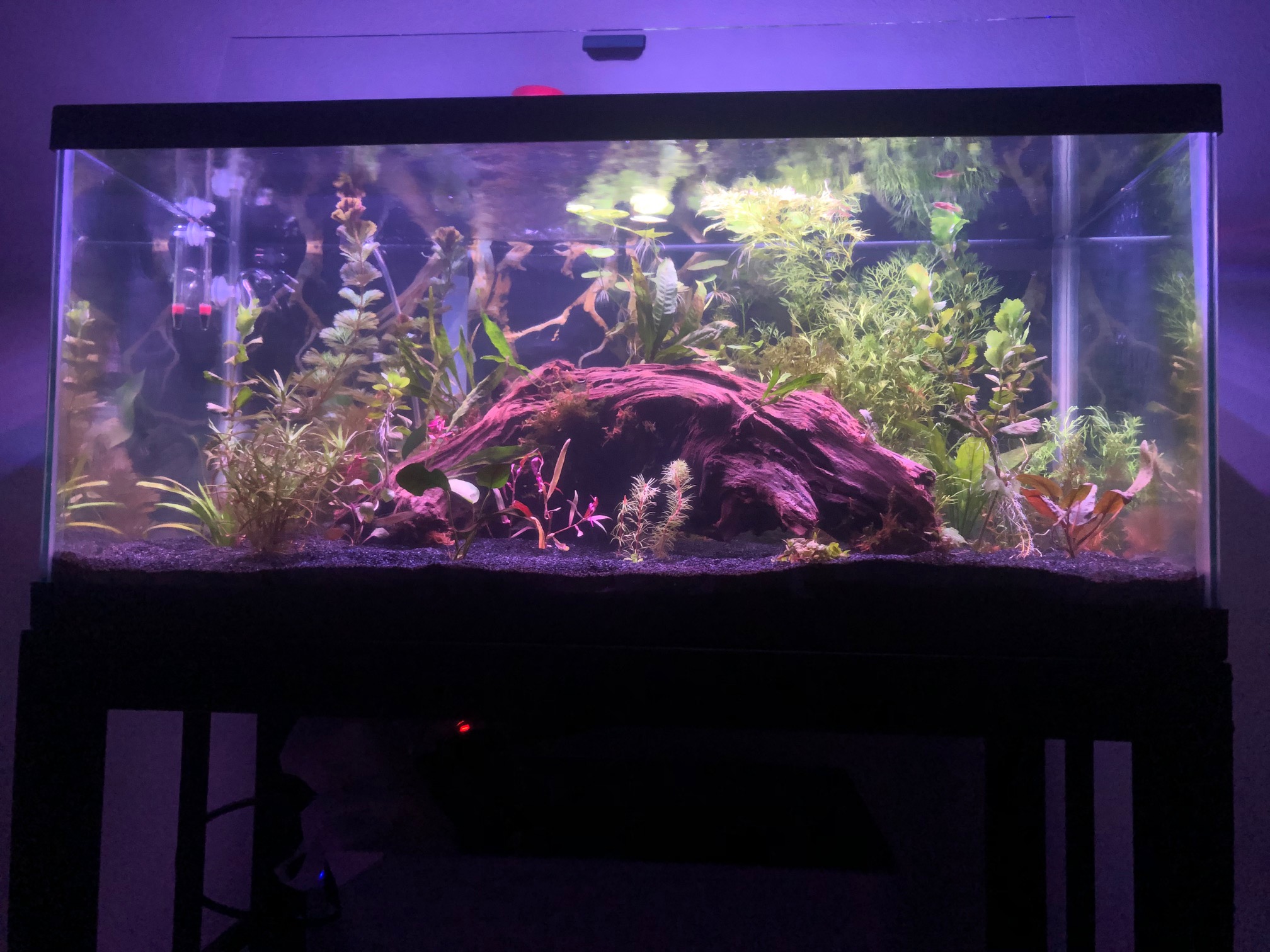 Ideas for 40G Breeder | The Planted Tank Forum