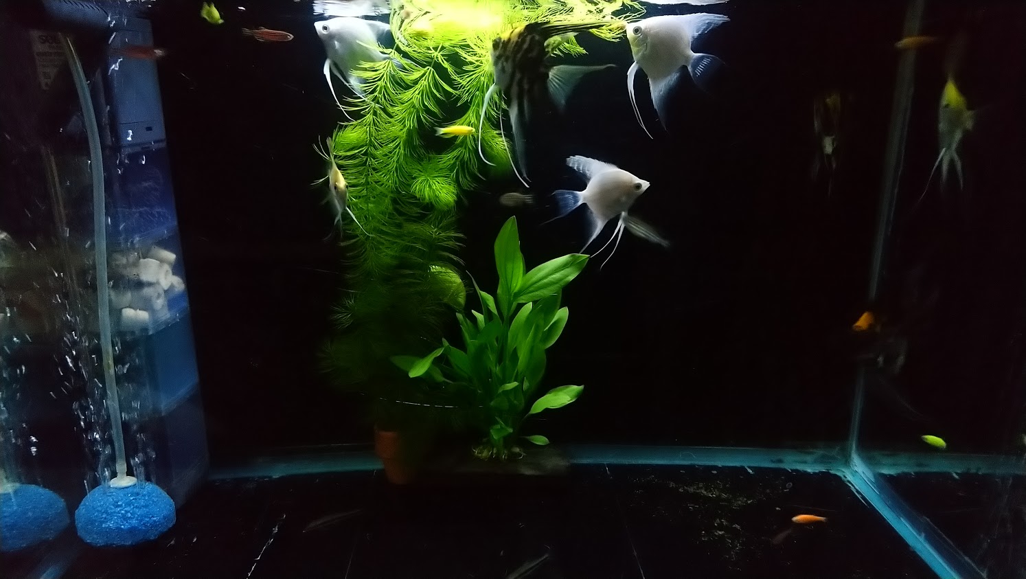 DSC-0808 hosted at ImgBB — ImgBB