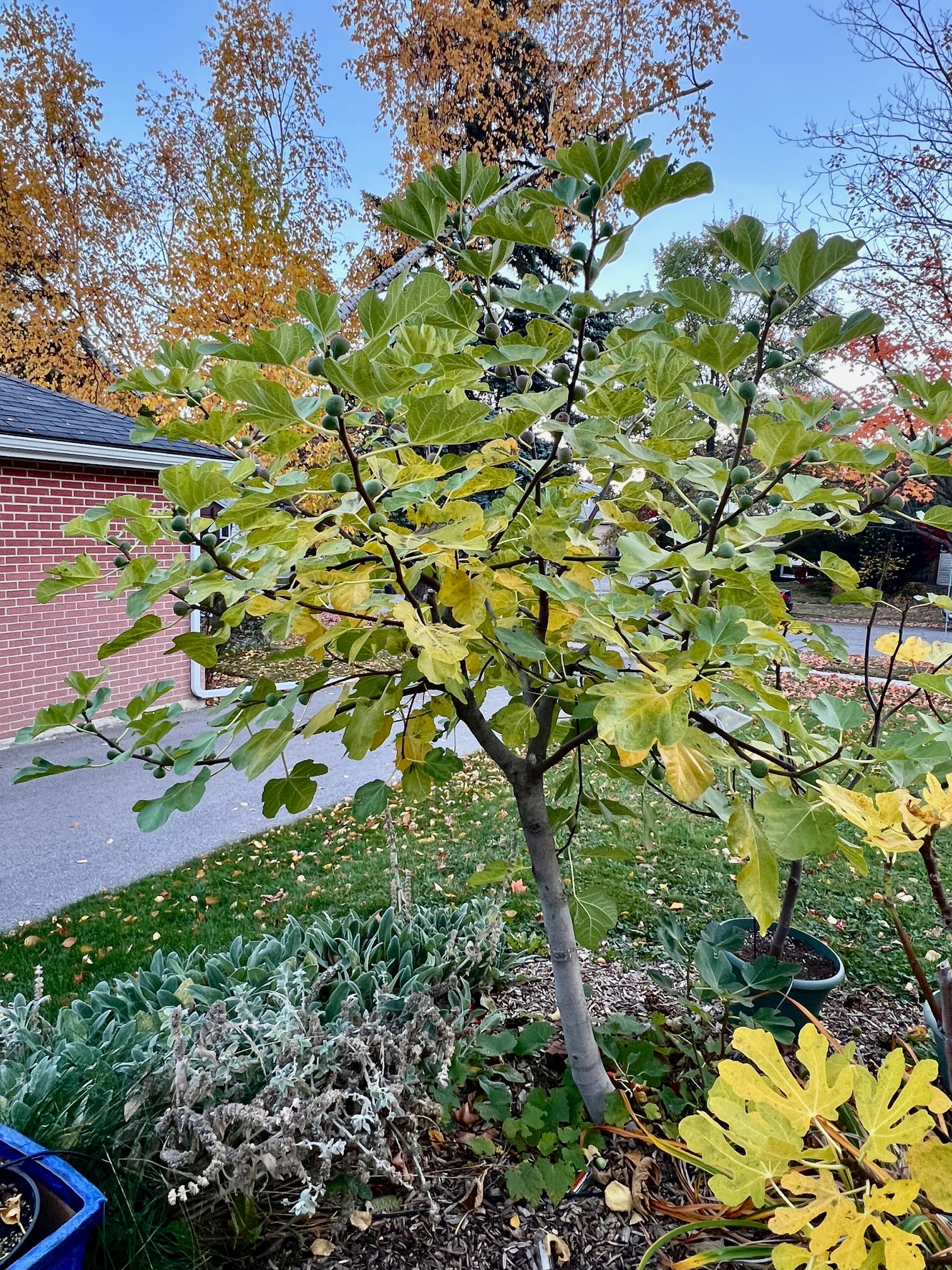 IMG-2999 hosted at ImgBB — ImgBB