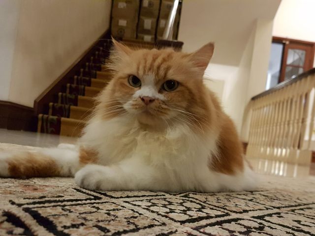 Najib-kucing hosted at ImgBB — ImgBB