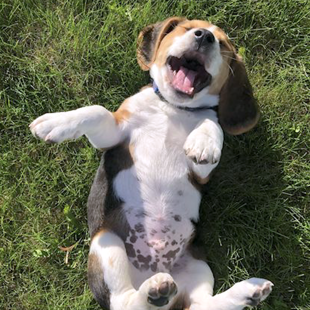 Paws, Claws & Royal Flaws: A Texting Tail of Puppy Persuasion ...