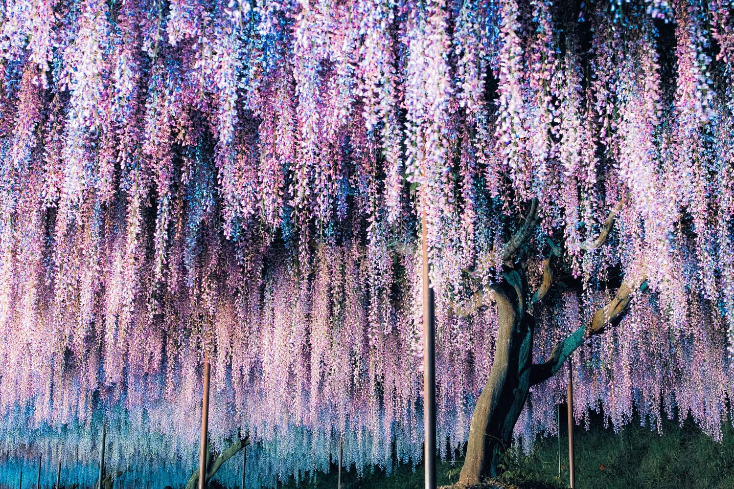WisteriaGrove on Planet Minecraft