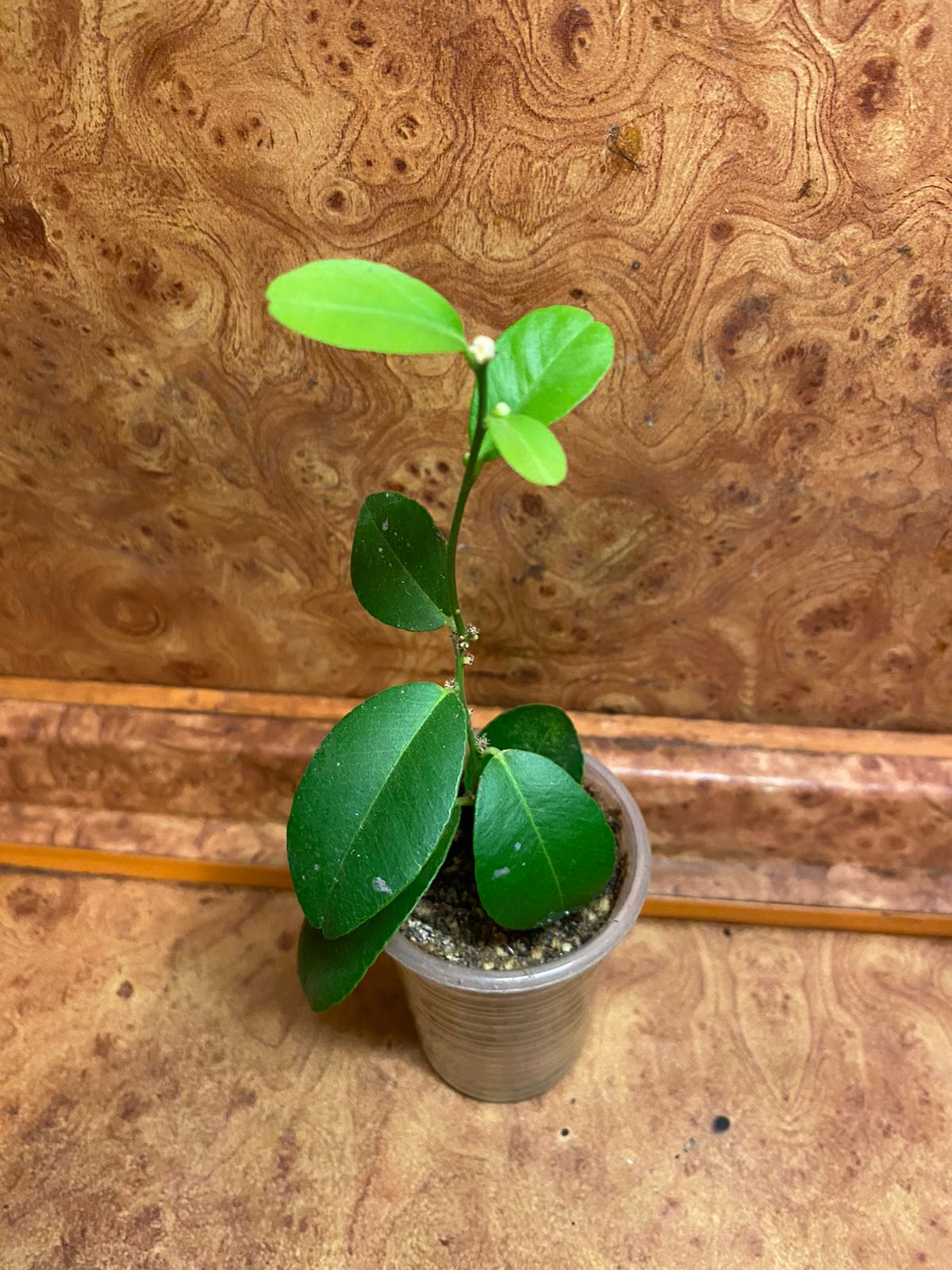 48-D6712-F-279-D-4-AA2-8-B35-A9-D47-B60-C4-CE hosted at ImgBB — ImgBB