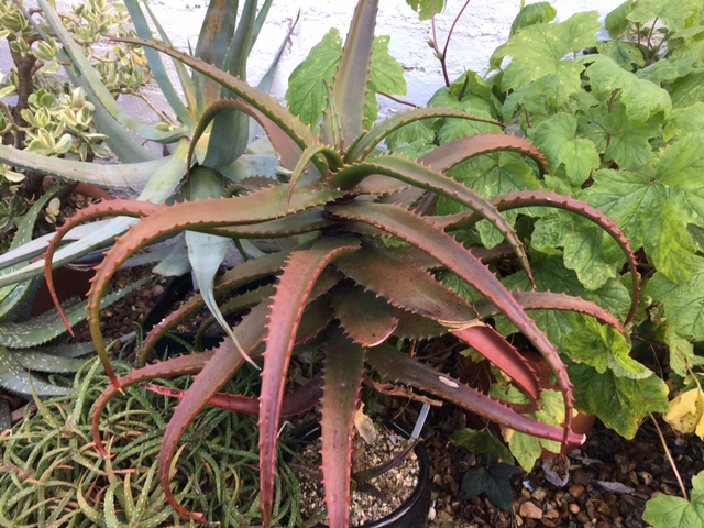 IMG 2852 hosted at ImgBB — ImgBB