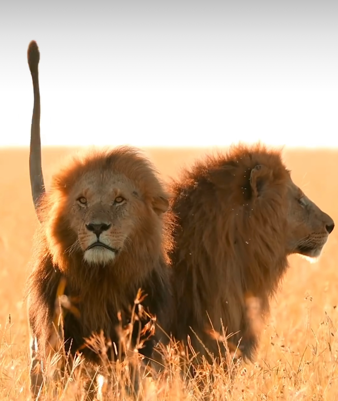 IMG-5493 hosted at ImgBB — ImgBB