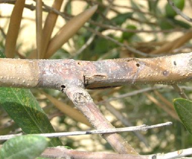 Olive tree borer, damage, control and treatment (Hylesinus Oleiperda)