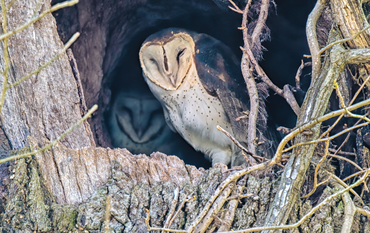 Barn Owls | Focal World
