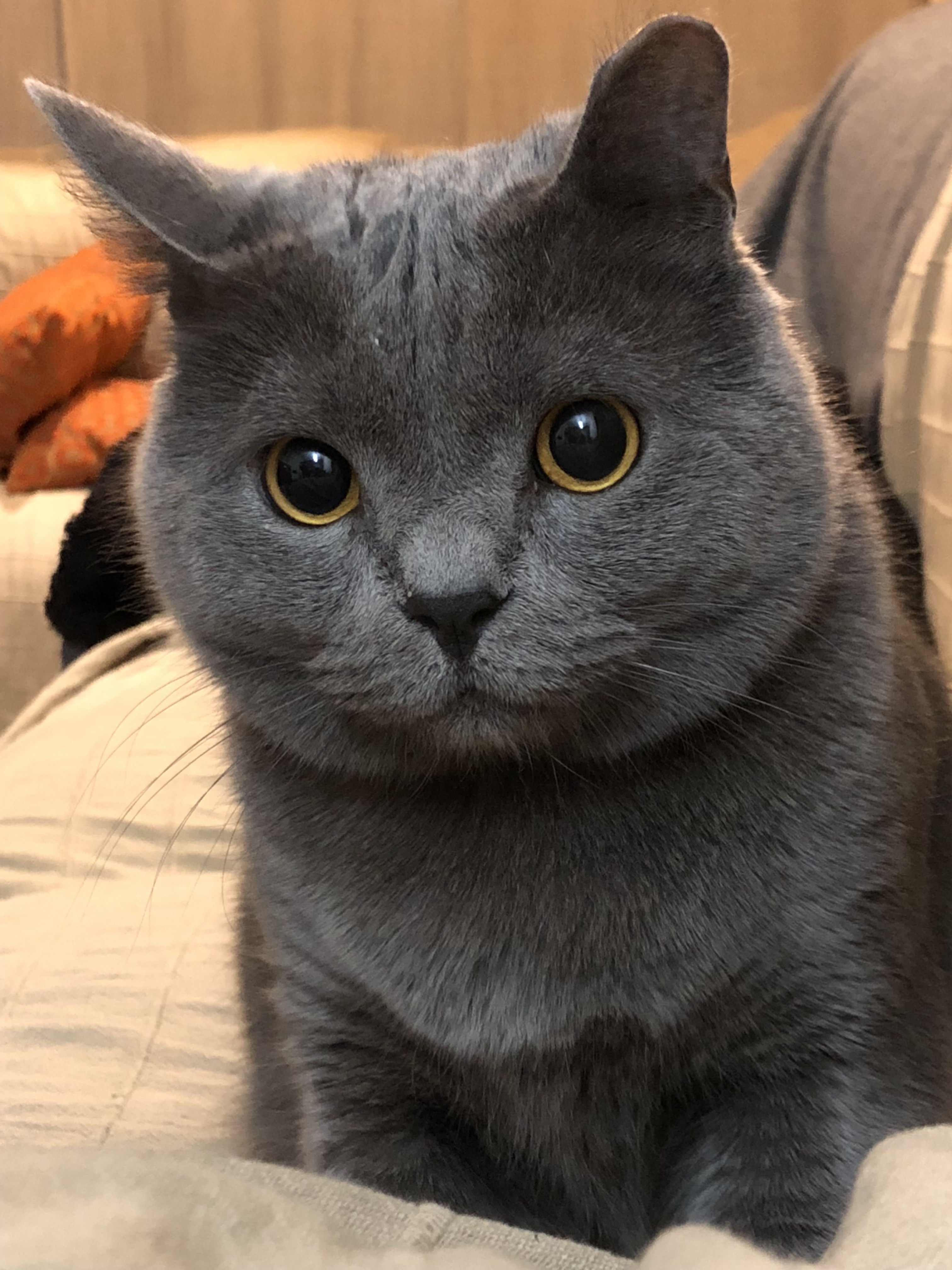 IMG 6455 hosted at ImgBB — ImgBB