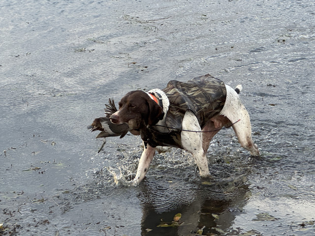 What breed for first timer? - 24hourcampfire