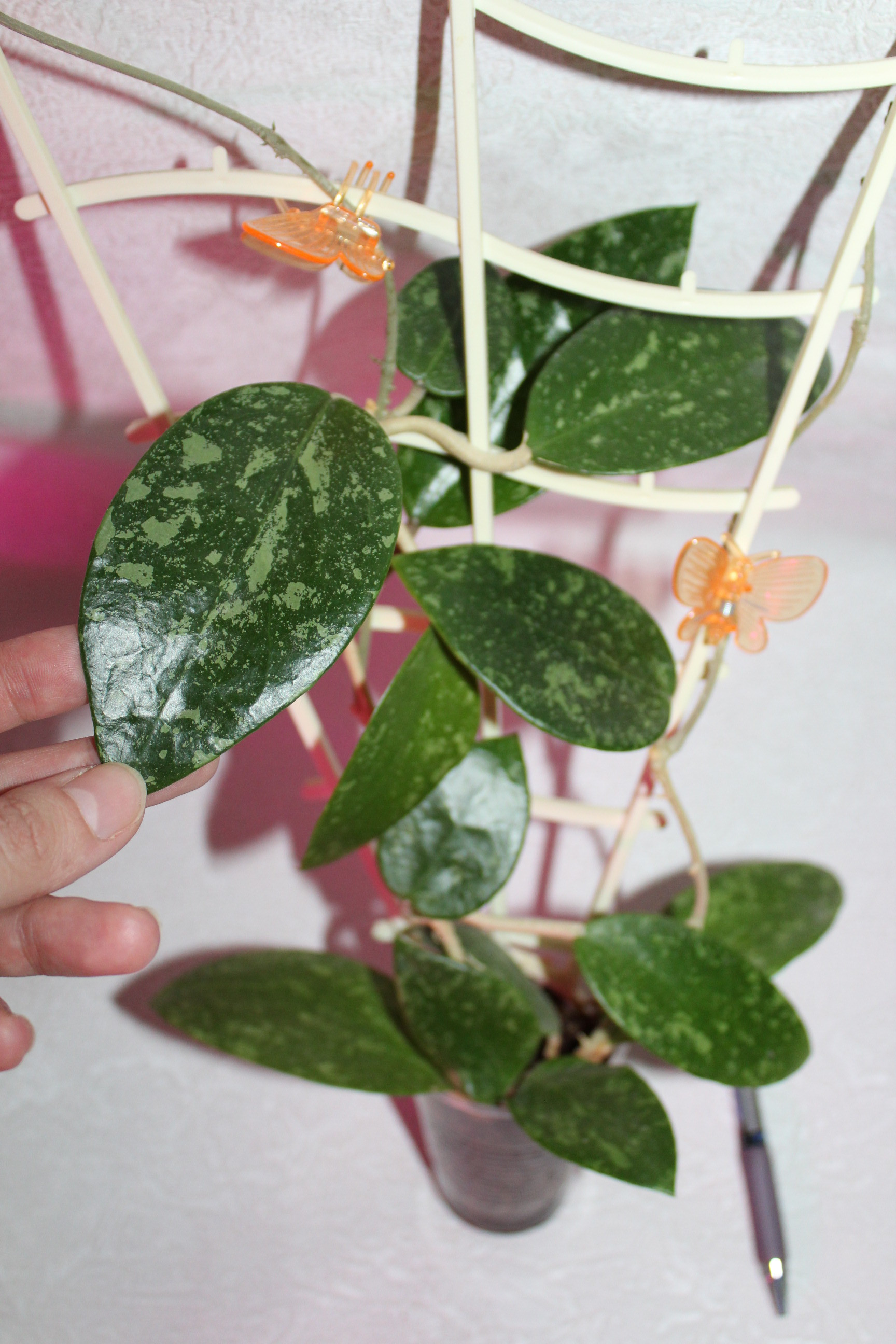 IMG-8371 hosted at ImgBB — ImgBB