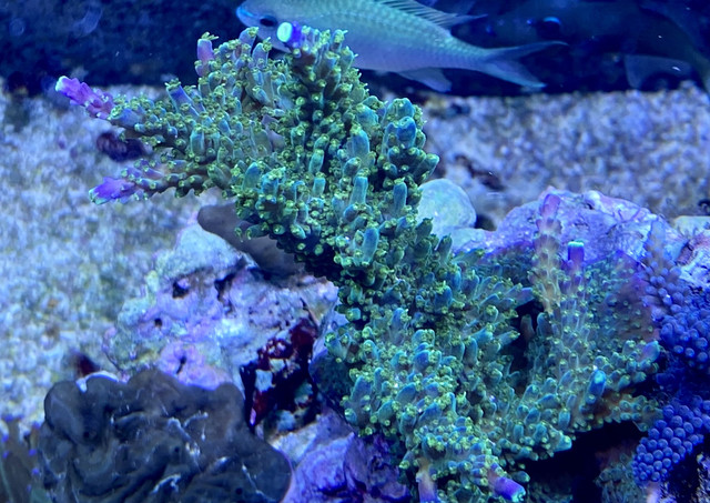 Frag Tank Clean up - Porch Pick or Meet up - Reef Central Online Community
