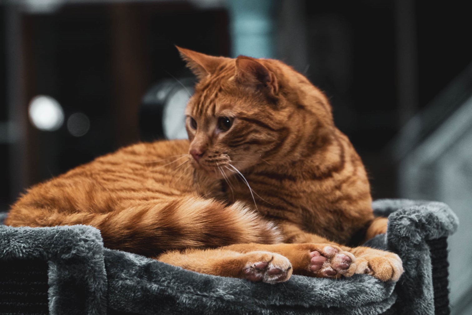 Plafondkrabpaal: voor katten die graag hoog zitten (ook de bangepoeperds)