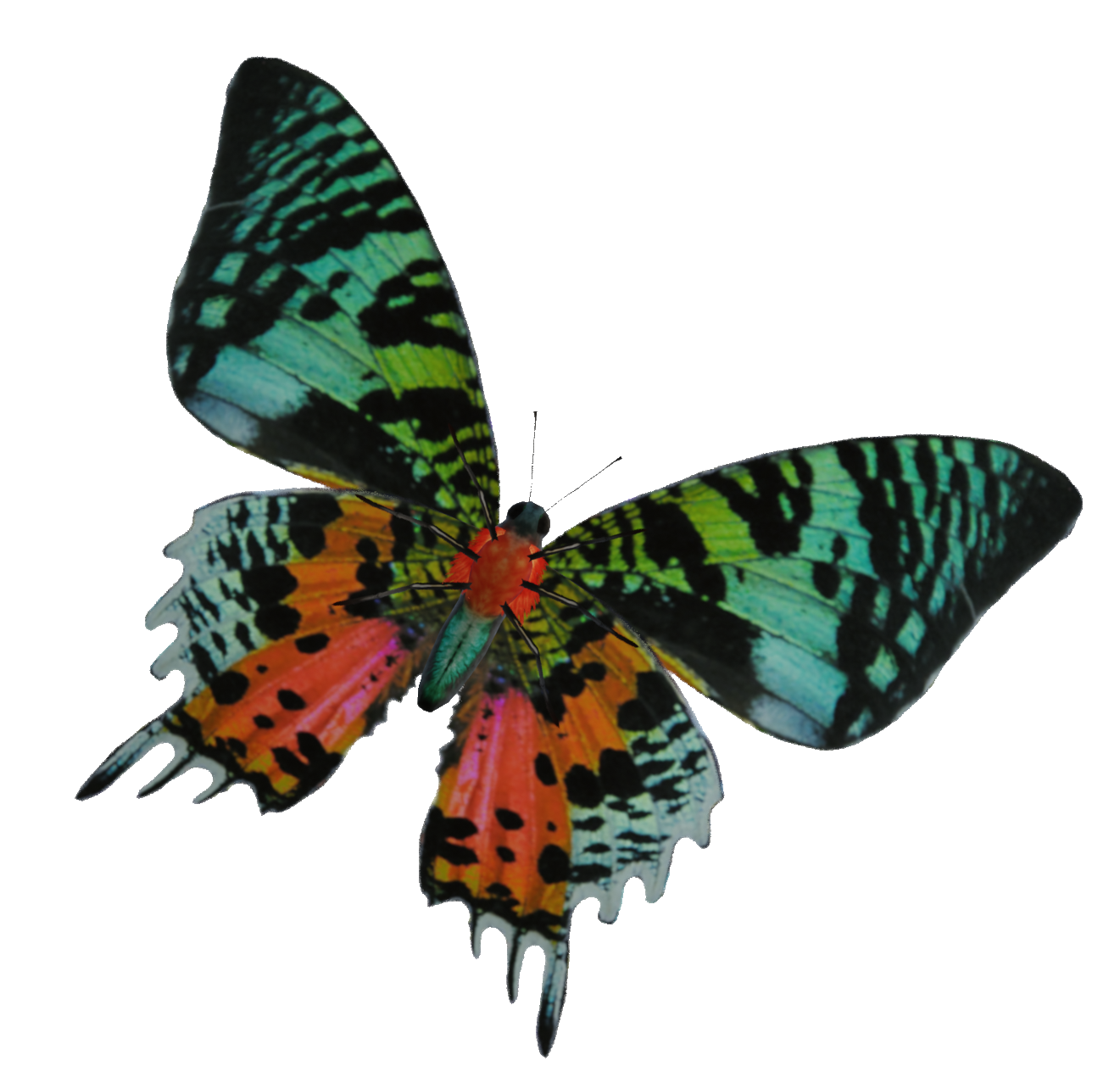 Madagascan Sunset Moth - New Exhibit Species (1.19) at Planet Zoo Nexus ...