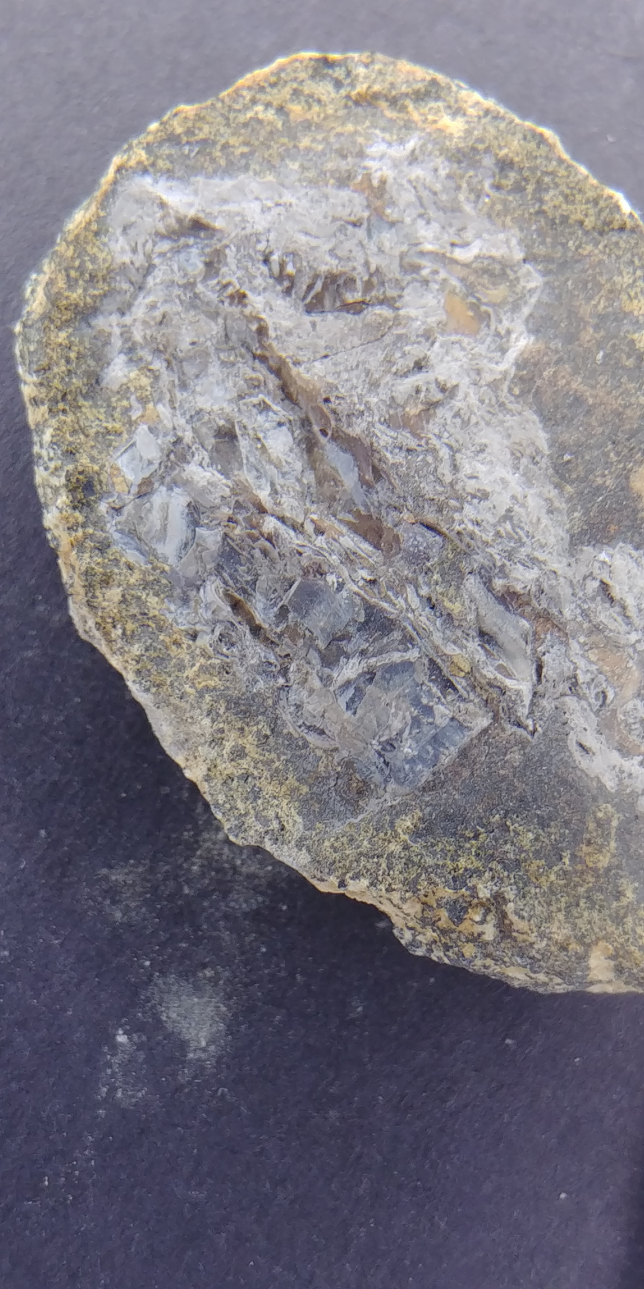 Hard to identify material in phosphatic nodule? Piece of a crustacean ...