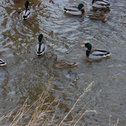 DSC-0178 hosted at ImgBB — ImgBB