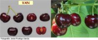 Types de cerisier: Les 50 variétés de cerises les plus connues