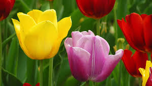 flores — ImgBB