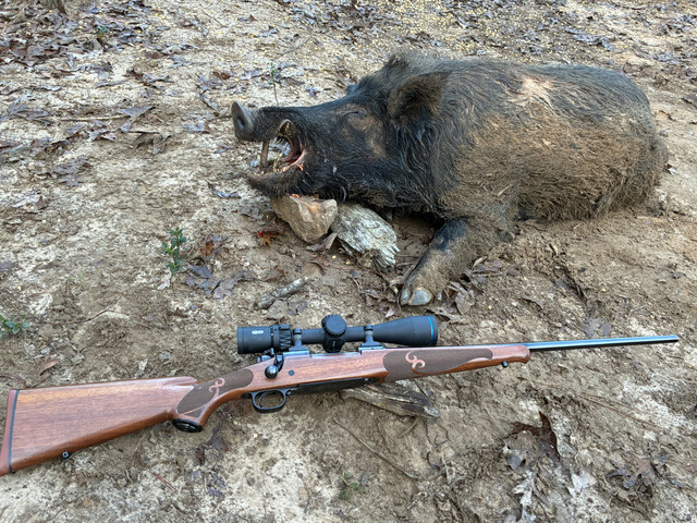My best Boar to date in East Texas - 24hourcampfire