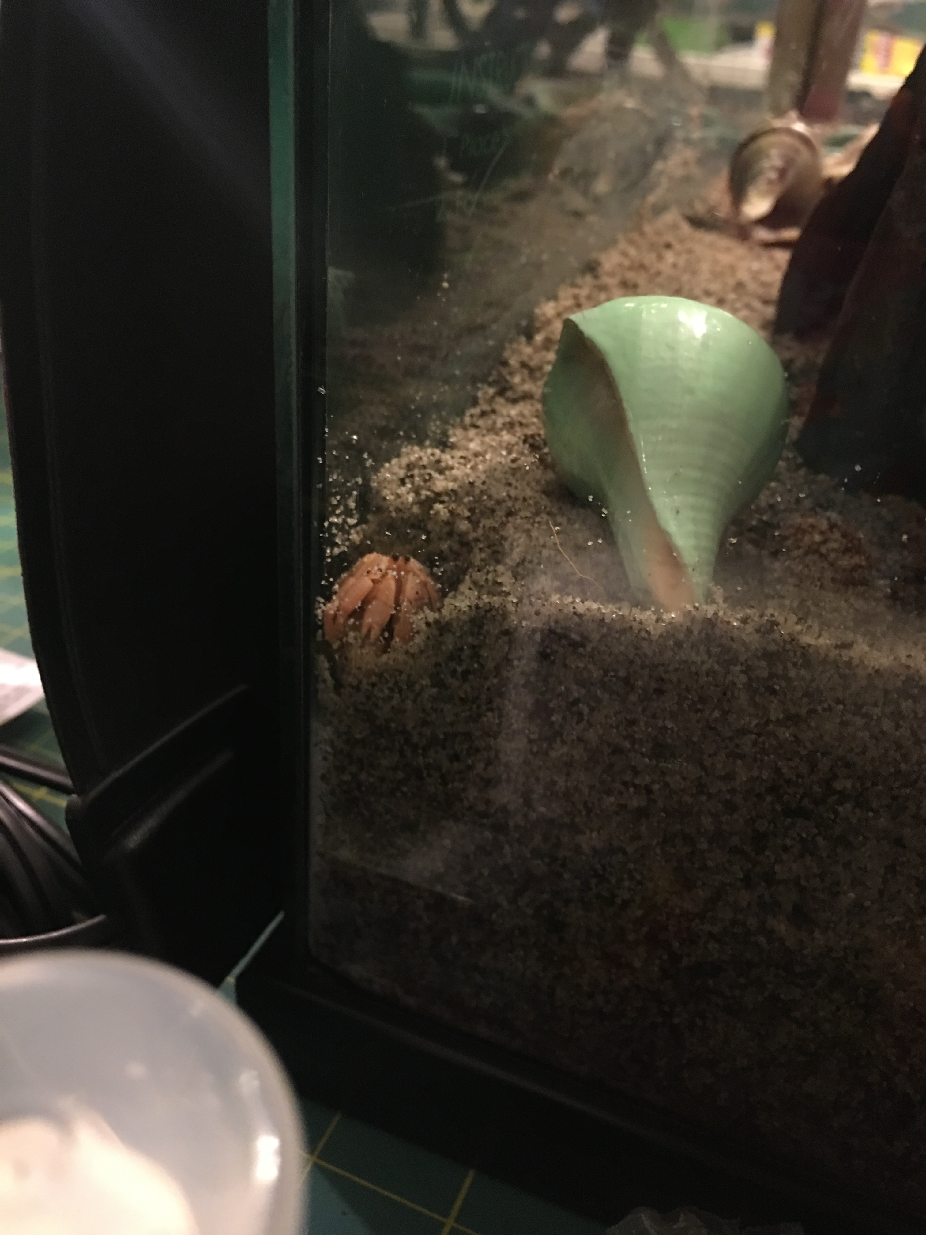 IMG 0813 hosted at ImgBB — ImgBB