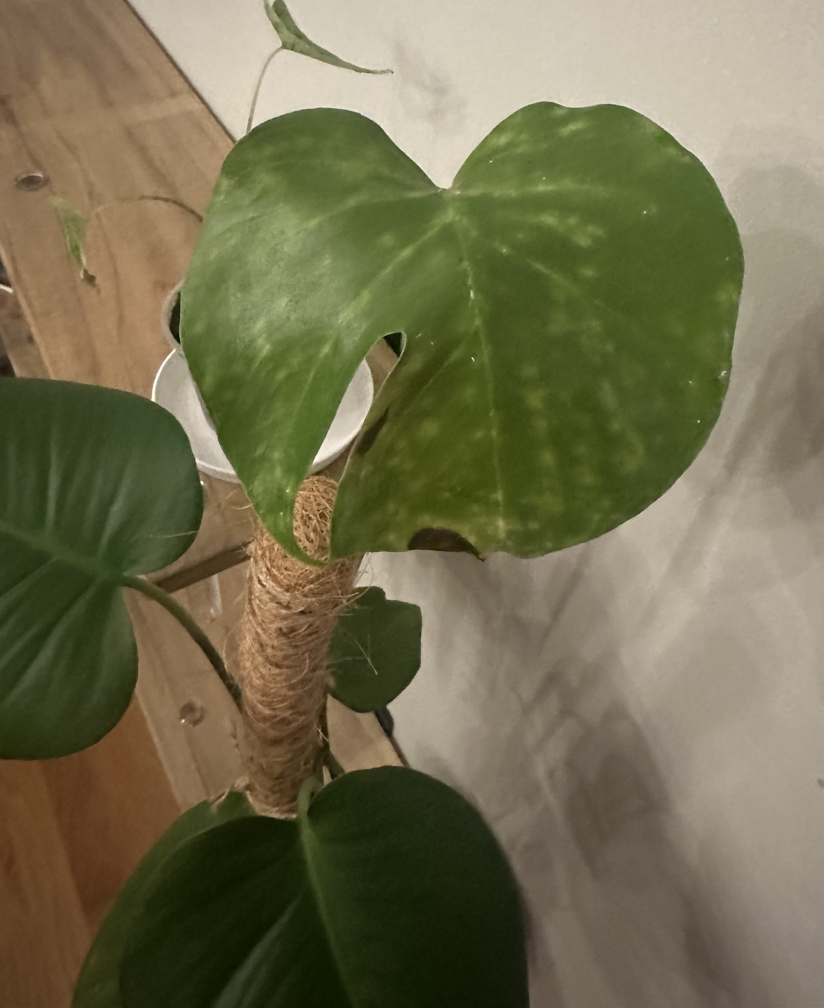 Monstera - most recent leaf seems diseased? : r/plantclinic