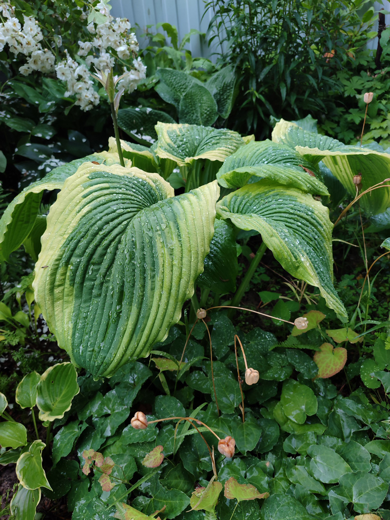 IMG-20240611-175302 hosted at ImgBB — ImgBB