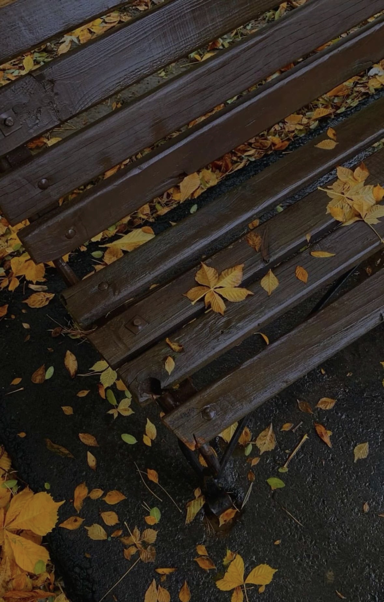 029-C6-B88-D6-B3-491-D-B0-C4-AC2-F155-FA40-D hosted at ImgBB — ImgBB