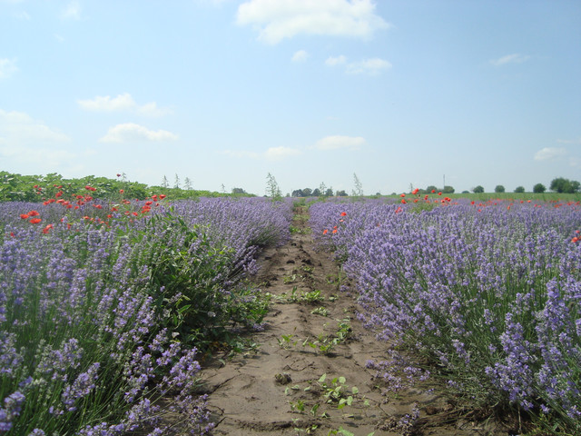 The Bulgarian lavender fields are pretty awesome. : r/europe