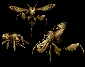 On the matter of the Silithid, a report about the new species in ...