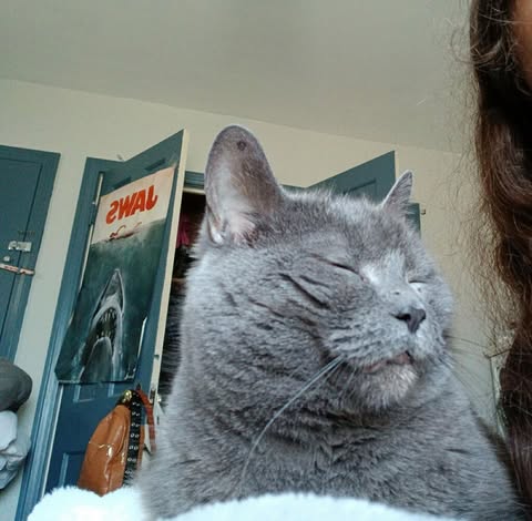 bobbycat hosted at ImgBB — ImgBB