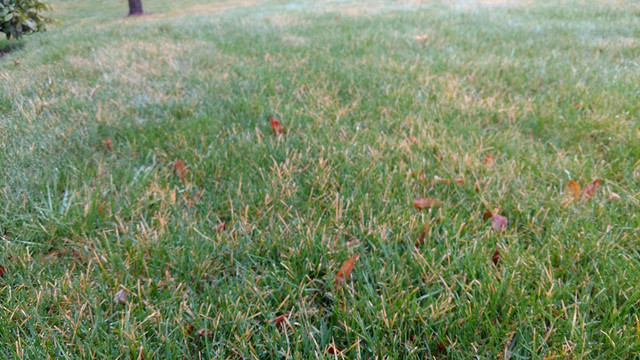 yellow grass, is this N deficiency? | Lawn Care Forum