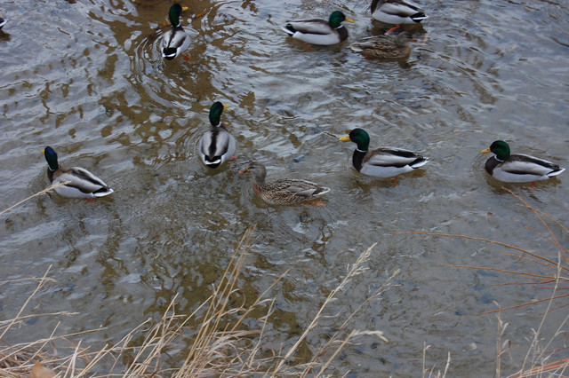 DSC-0178 hosted at ImgBB — ImgBB