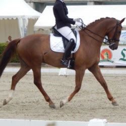 Jacoma Raffinessa H - 11 Jahre - Stute - Hessisches Warmblut