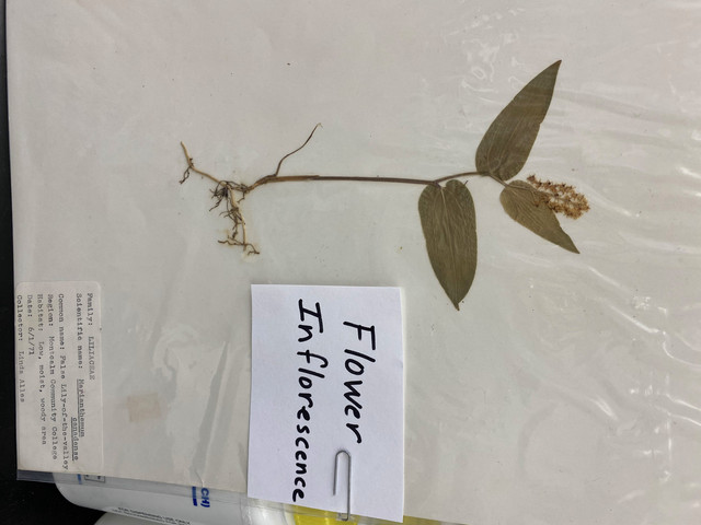 Angiosperm Anatomy (BIOL100) — ImgBB