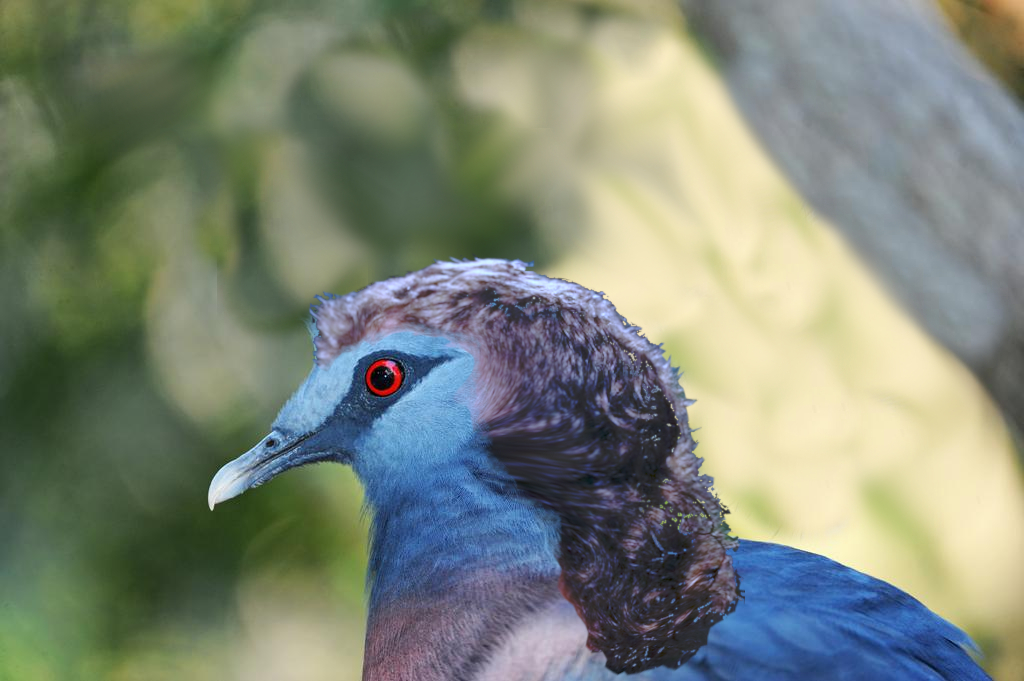 PsBattle: Victoria Crowned Pigeon : r/photoshopbattles