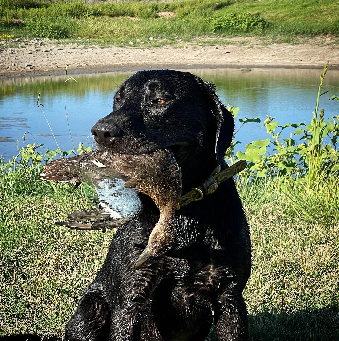 BCDC9-E6-E-758-A-41-AF-A9-CC-5957-F6-ABD66-D hosted at ImgBB — ImgBB