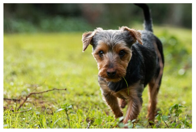 4 Top Tips For Picking the Right Puppy For Your Family - CelebWrap