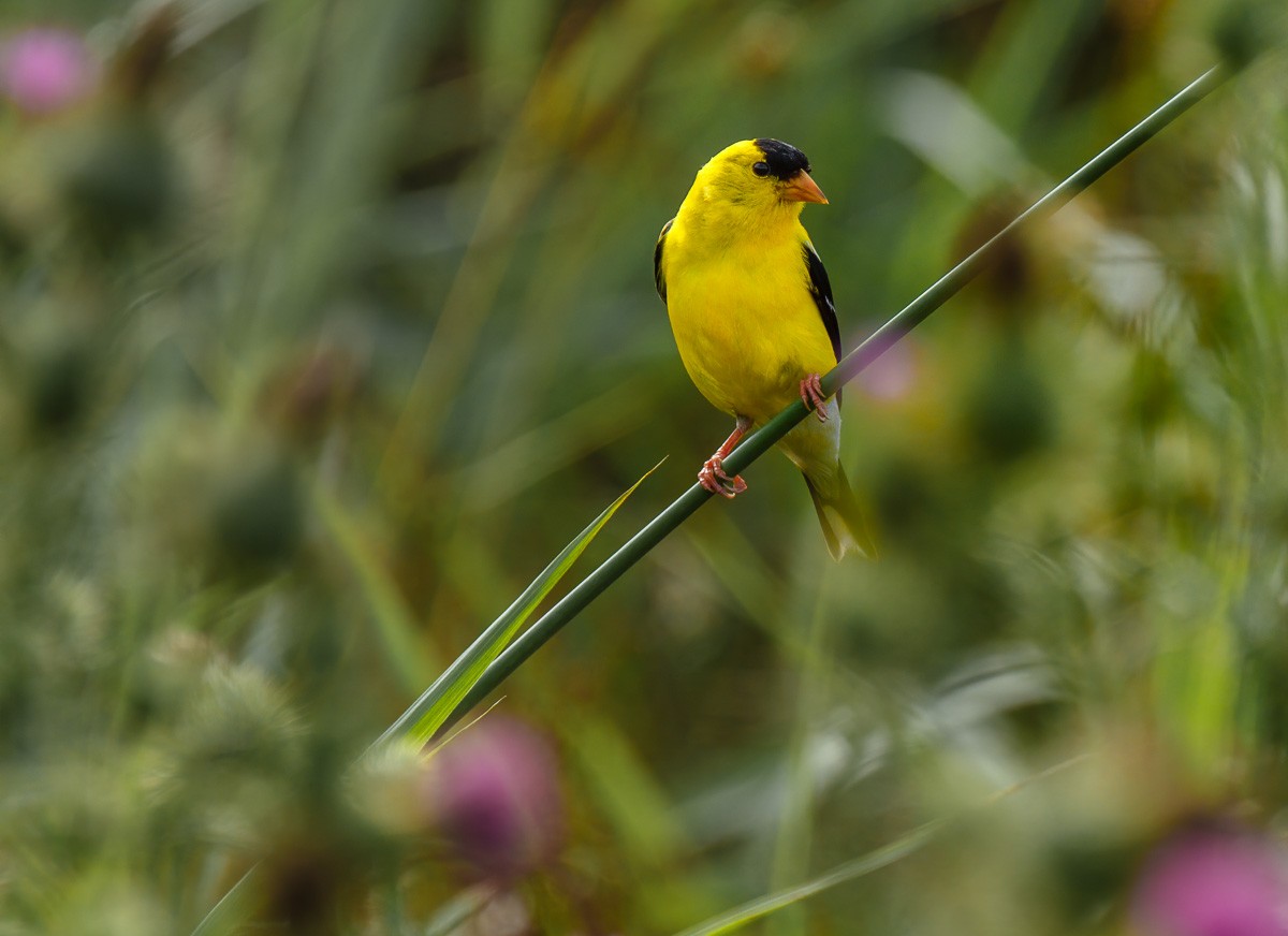 American Goldfinch | Focal World