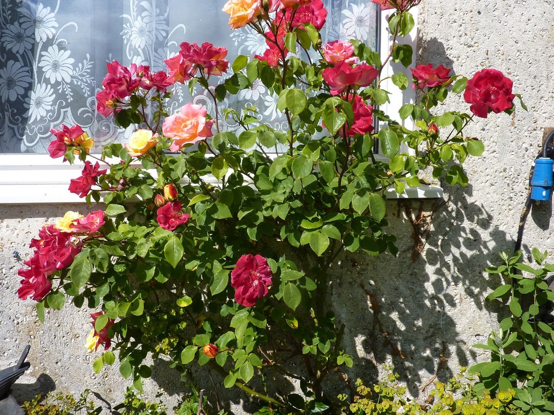 Harlequin-Rose hosted at ImgBB — ImgBB