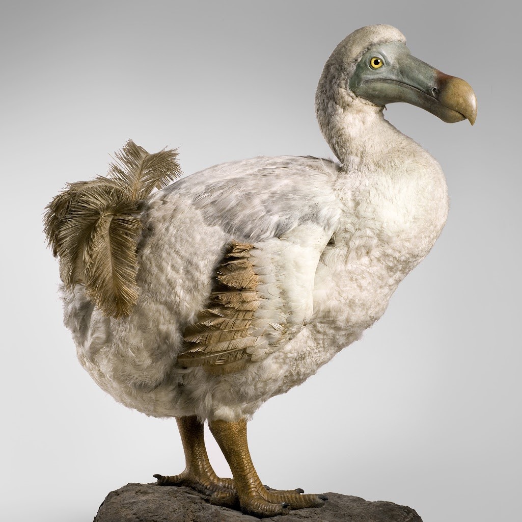 dodo hosted at ImgBB — ImgBB