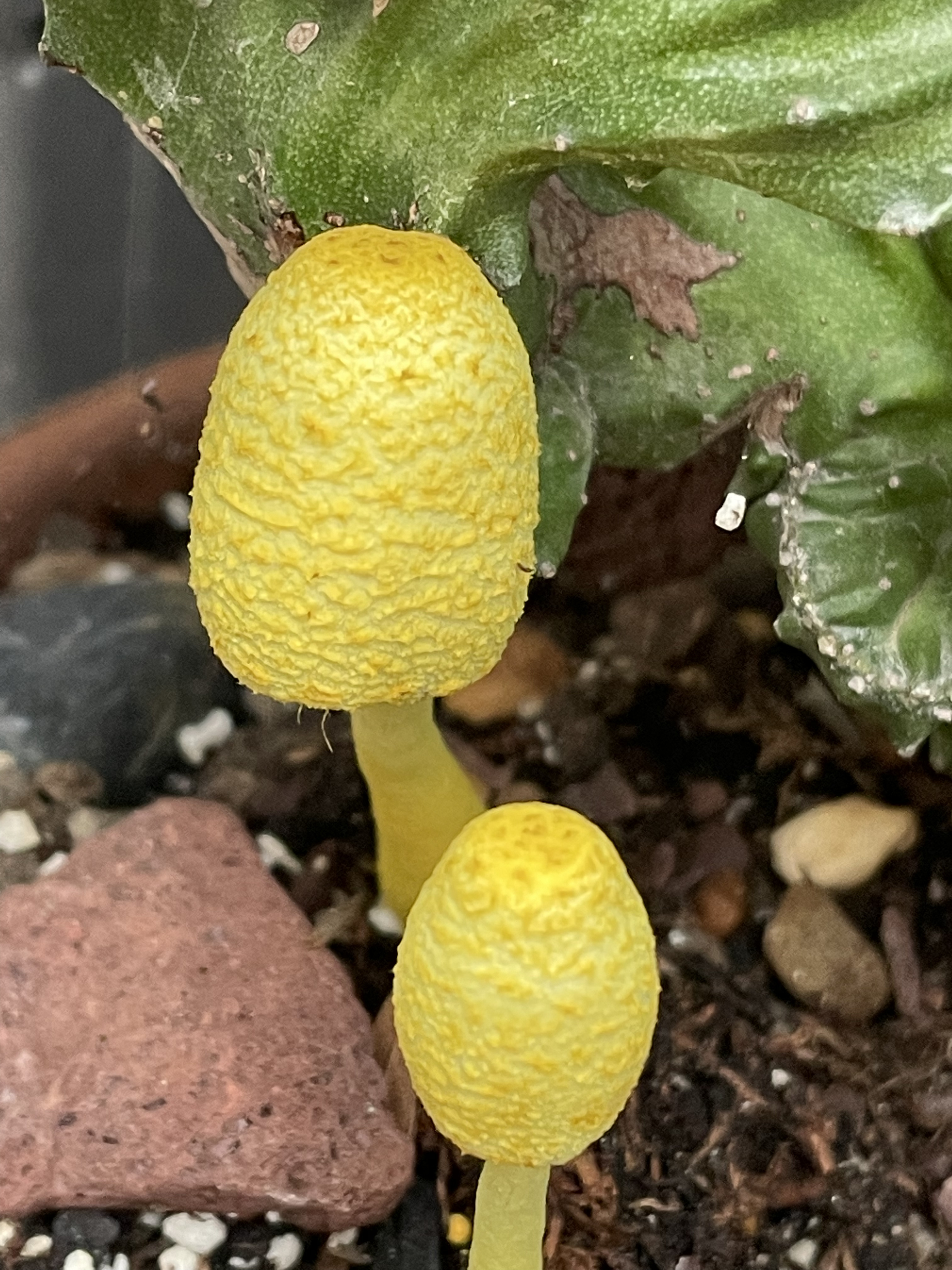 C923-ABA1-6726-4-EC6-8461-F5-C3-E0-B4-AC60 hosted at ImgBB — ImgBB