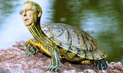McTurtle hosted at ImgBB — ImgBB