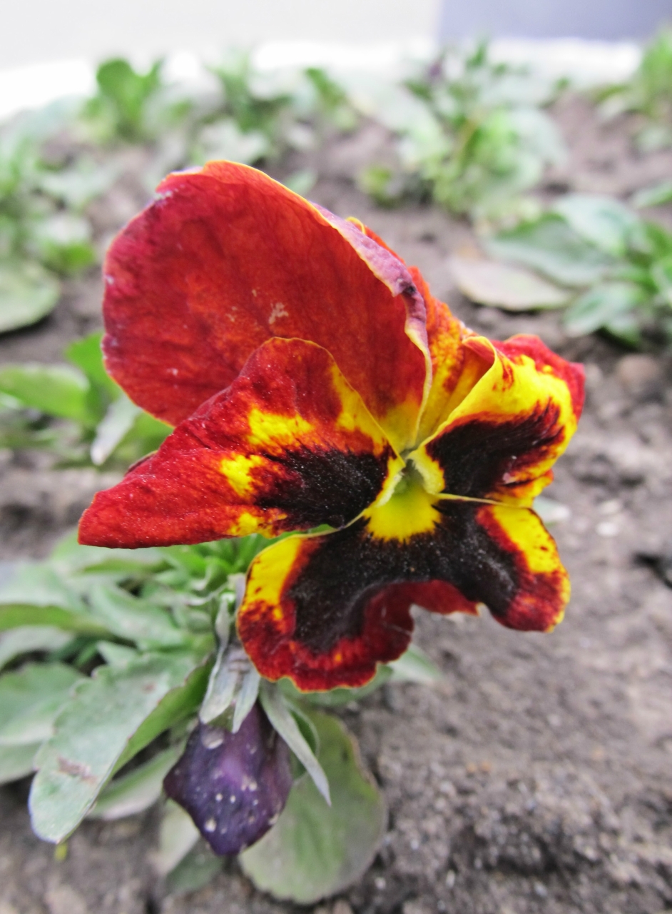 IMG-8152-5 hosted at ImgBB — ImgBB