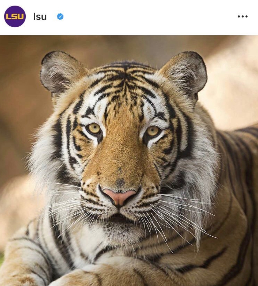 Anyone ever see a tiger on pods? | Tiger Rant