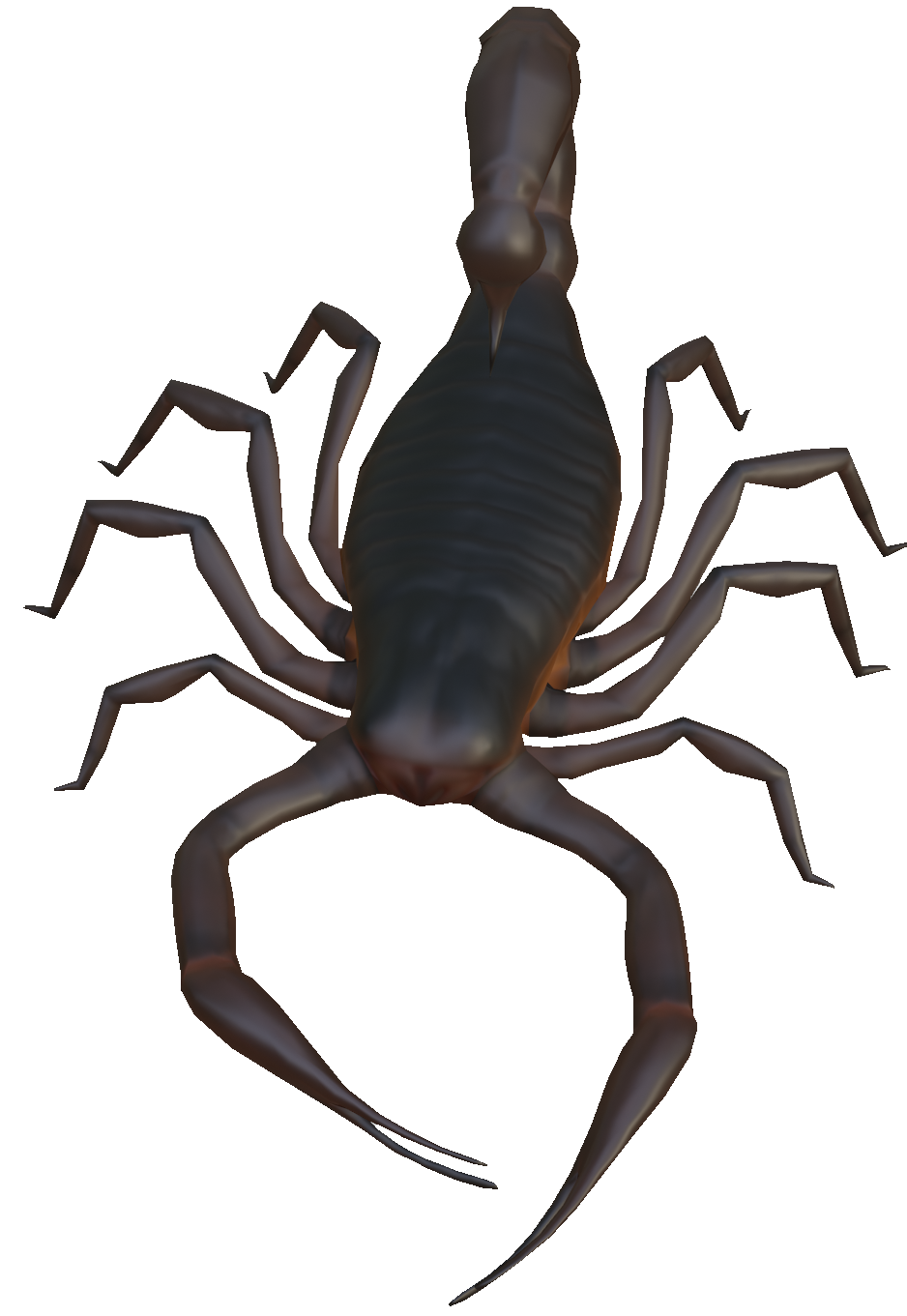 Transvaal Fat-tailed Scorpion - New Exhibit Species (1.17) at Planet ...